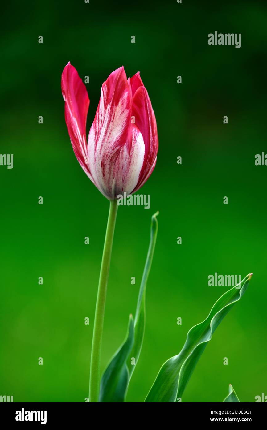 Tulipa Bridesmaid,rembrandt,English Florist Tulip,broken tulip,Tulip ...