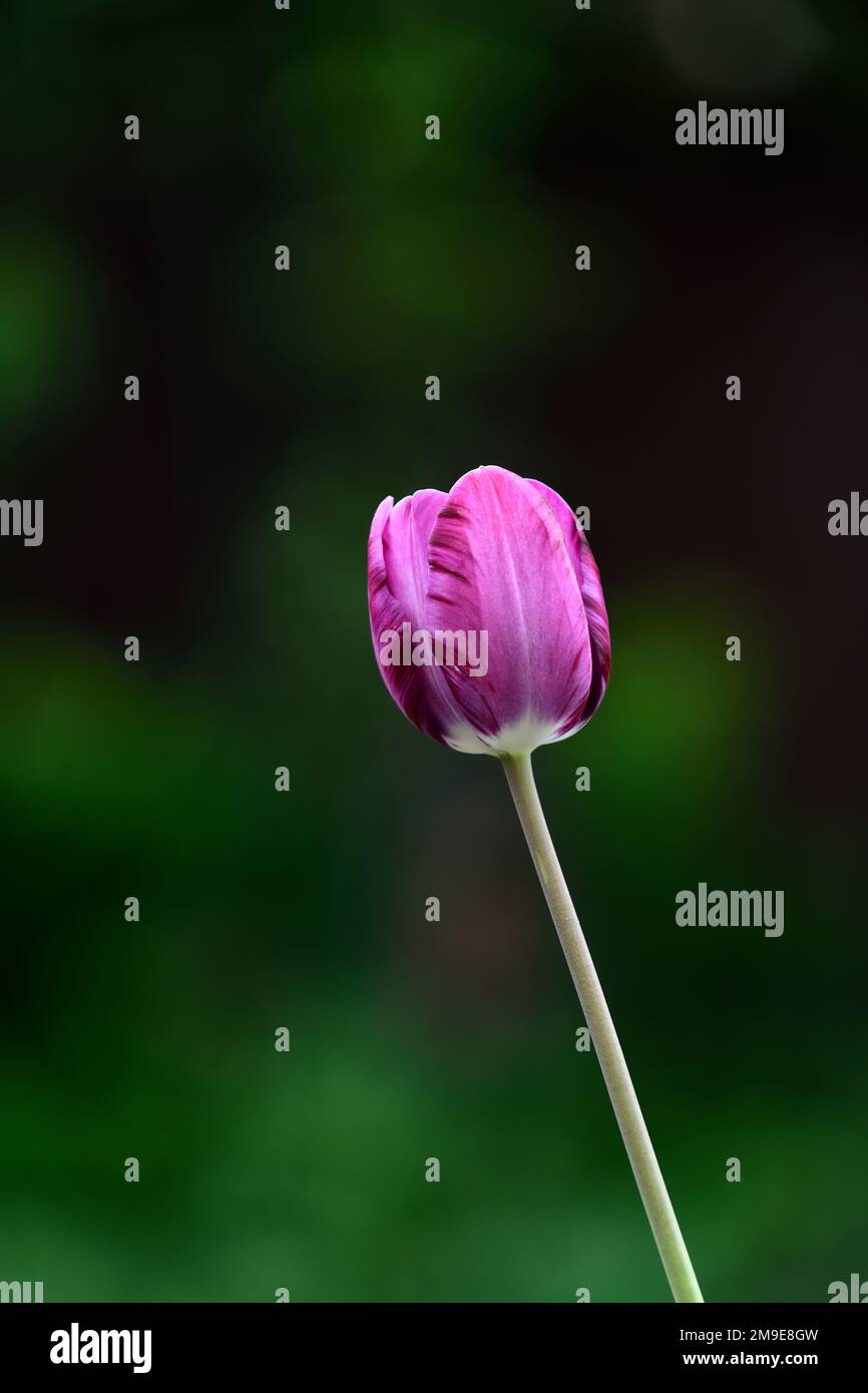 Tulipa columbine,tulip columbine,English Florist Tulip,broken tulip ...