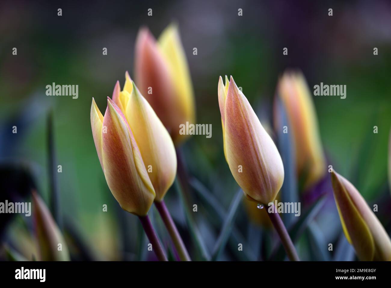 Tulipa batalinii Honky Tonk,Tulip batalinii Honky Tonk,Tulip linifolia ...