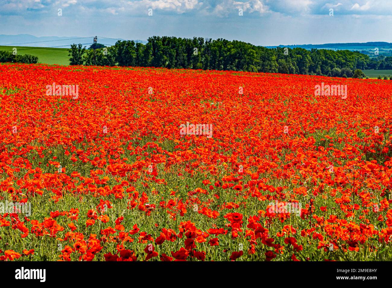 Poppy flower field, Zelena Hora, Czech Republic Stock Photo - Alamy