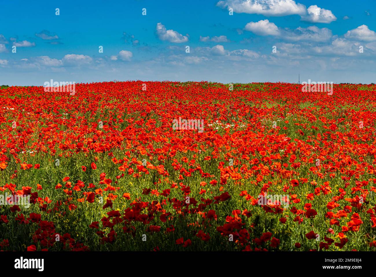Poppy flower field, Zelena Hora, Czech Republic Stock Photo - Alamy