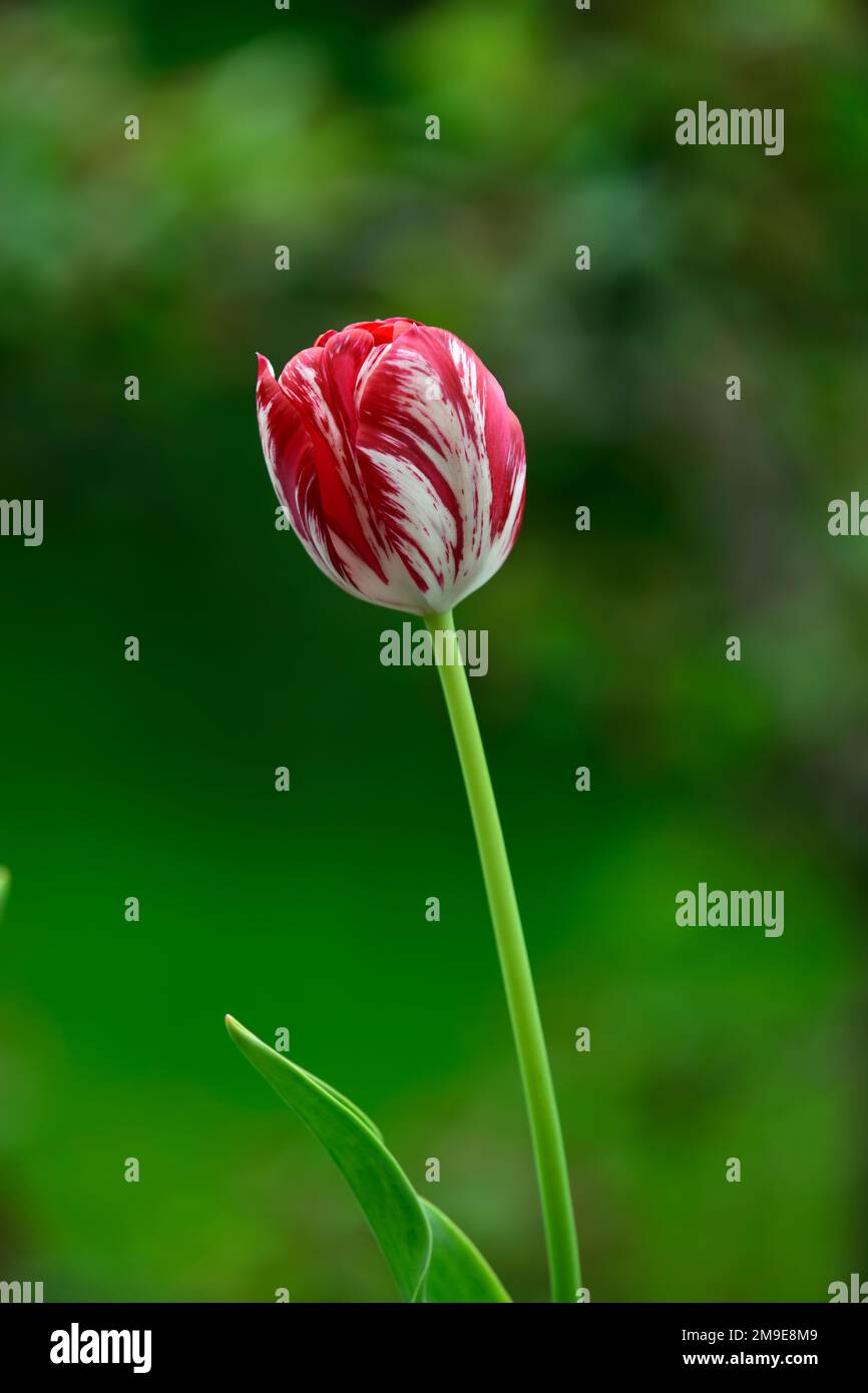 Tulipa Mabel,Tulip Mabel,rembrandt tulip,English Florist Tulip,broken ...