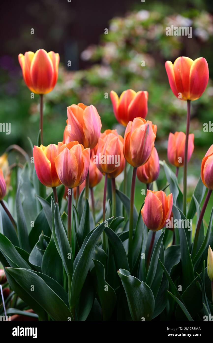 tulipa princess irene,tulip princess irene,purple,orange,bicolor,single ...