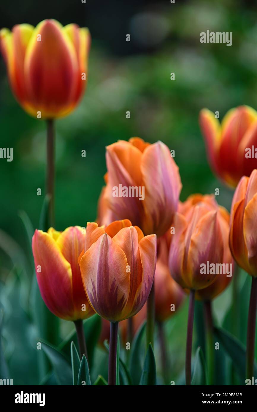 tulipa princess irene,tulip princess irene,purple,orange,bicolor,single ...