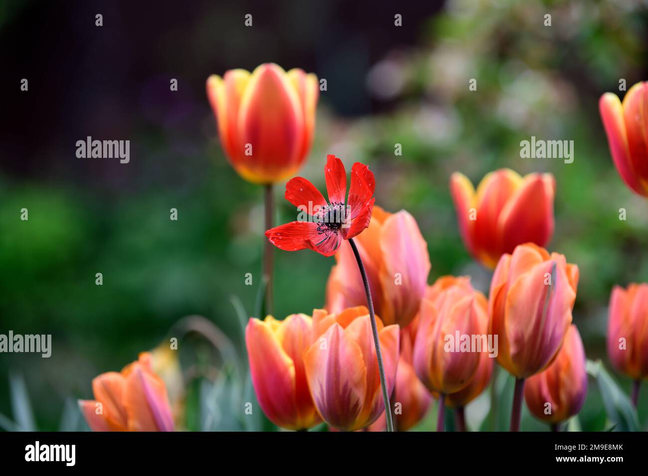 tulipa princess irene,Anemone pavonina,tulip and anemone,red anemone ...