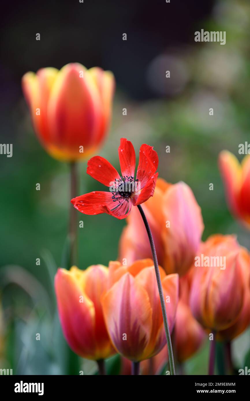 tulipa princess irene,Anemone pavonina,tulip and anemone,red anemone ...