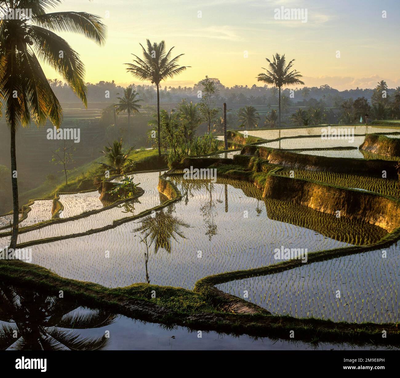 Water-filled rice terraces at Tegallalang, Bali, Indonesia Stock Photo ...