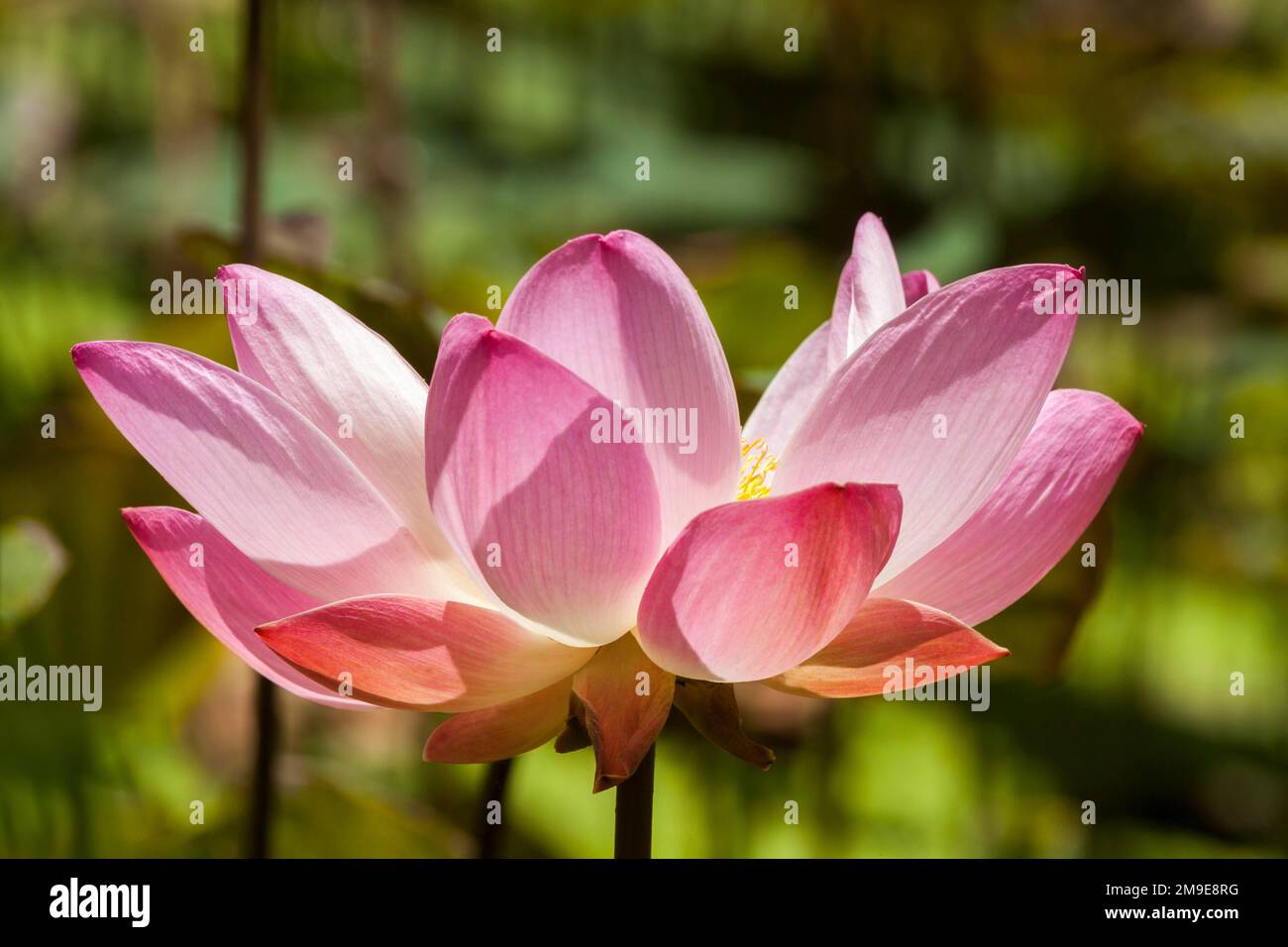 Lotus (Nelumbo nucifera) flower, Bali, Indonesia Stock Photo - Alamy