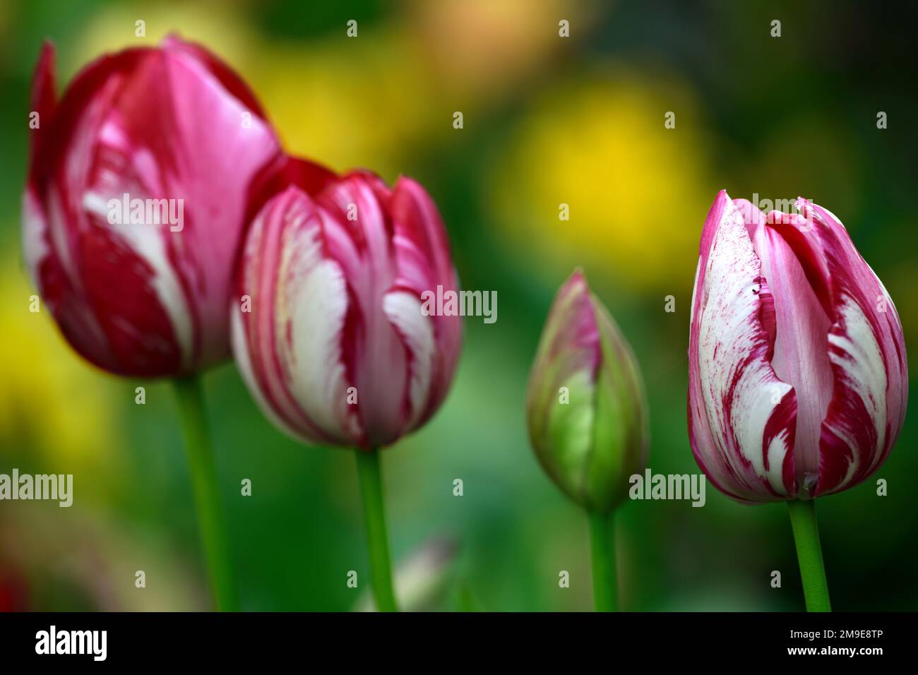 Tulipa Rubella,Tulipa Rubella rembrandt,English Florist Tulip,broken ...