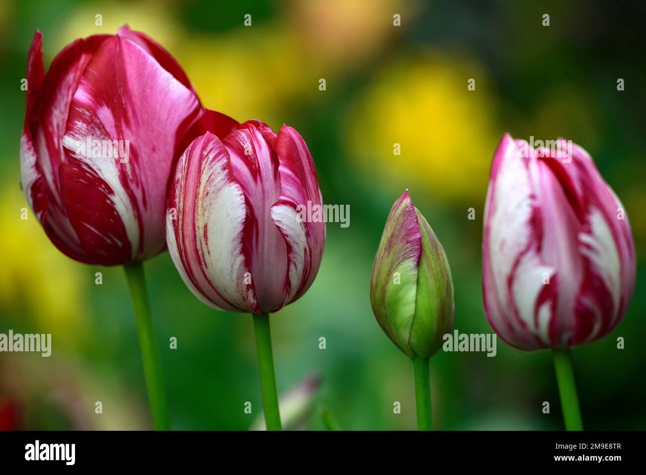 Tulipa Rubella,Tulipa Rubella rembrandt,English Florist Tulip,broken ...