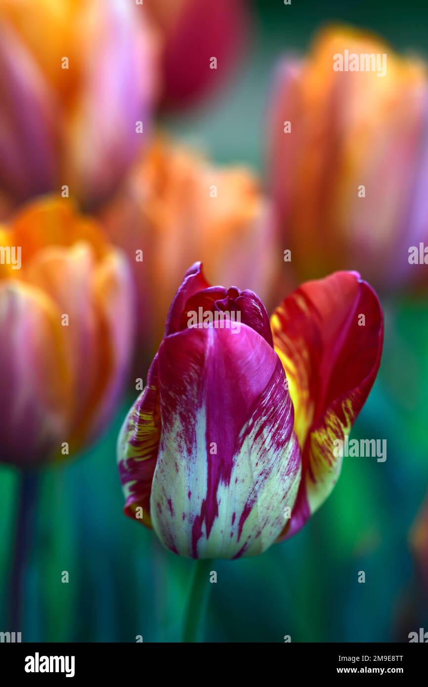 Tulipa saskia rembrandt hi-res stock photography and images - Alamy