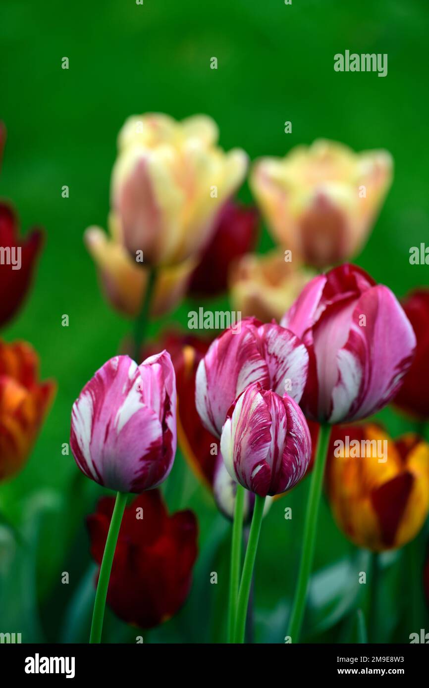Tulipa Rubella,Tulipa Rubella rembrandt,English Florist Tulip,broken ...