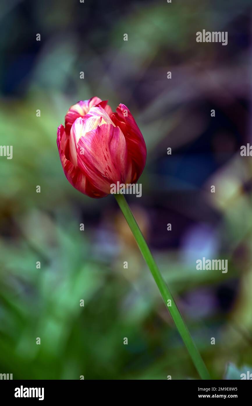 Tulipa rubens,Tulipa rubens rembrandt,English Florist Tulip,broken ...