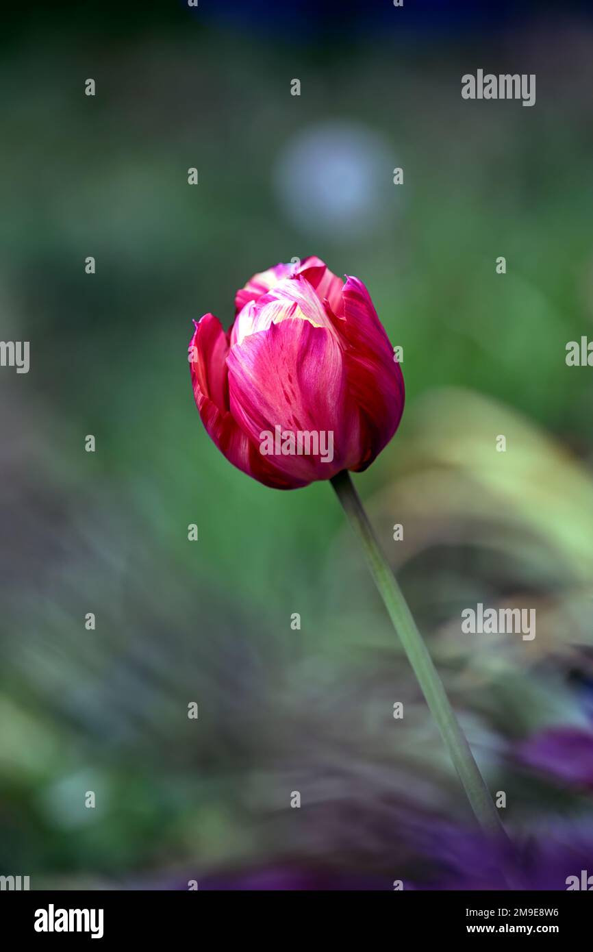 Tulipa rubens,Tulipa rubens rembrandt,English Florist Tulip,broken ...