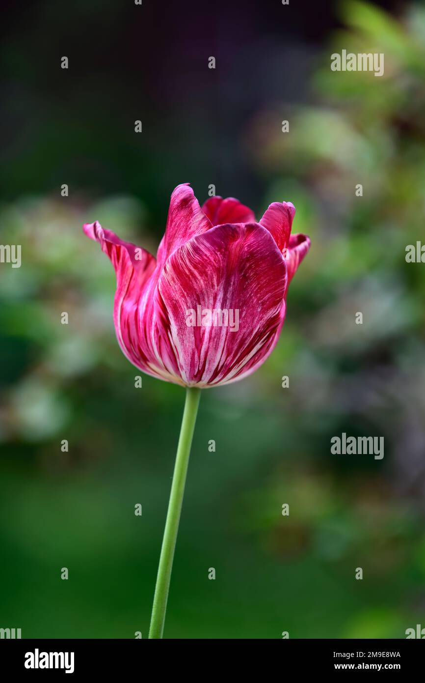 Tulipa silver standard,,historical single early tulip,broken tulip ...