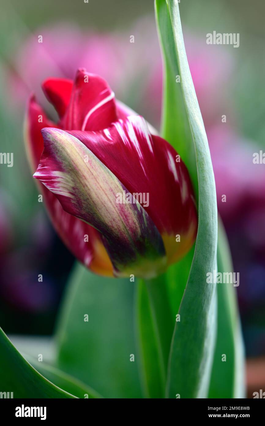 Tulipa silver standard,,historical single early tulip,broken tulip ...