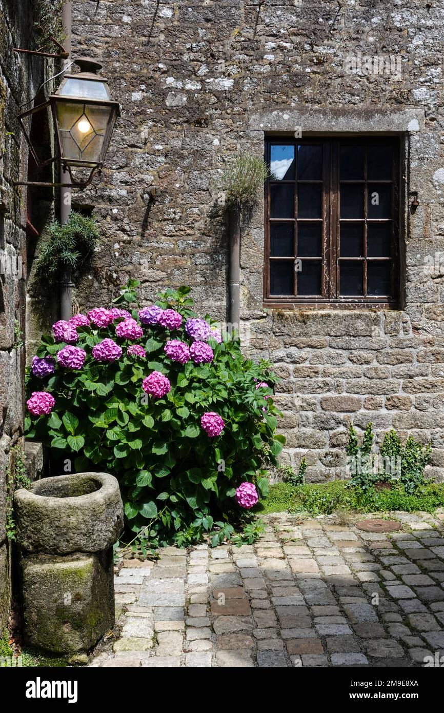 Hydrangeas in front of an old stone house, Locronan, awarded as one of ...