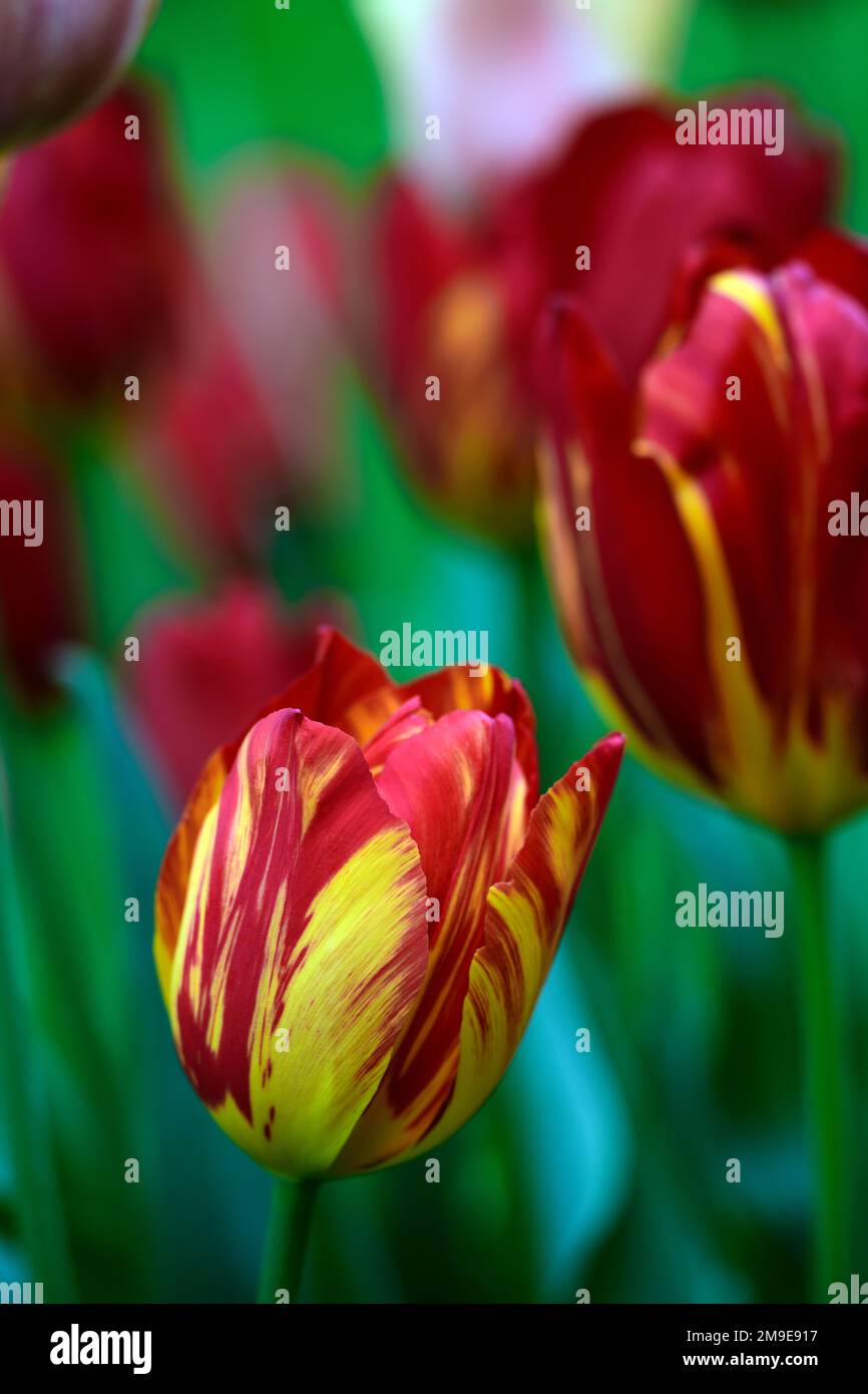 Virused tulip hi-res stock photography and images - Alamy