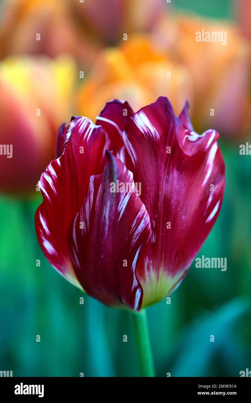 Tulipa silver standard,,historical single early tulip,broken tulip ...