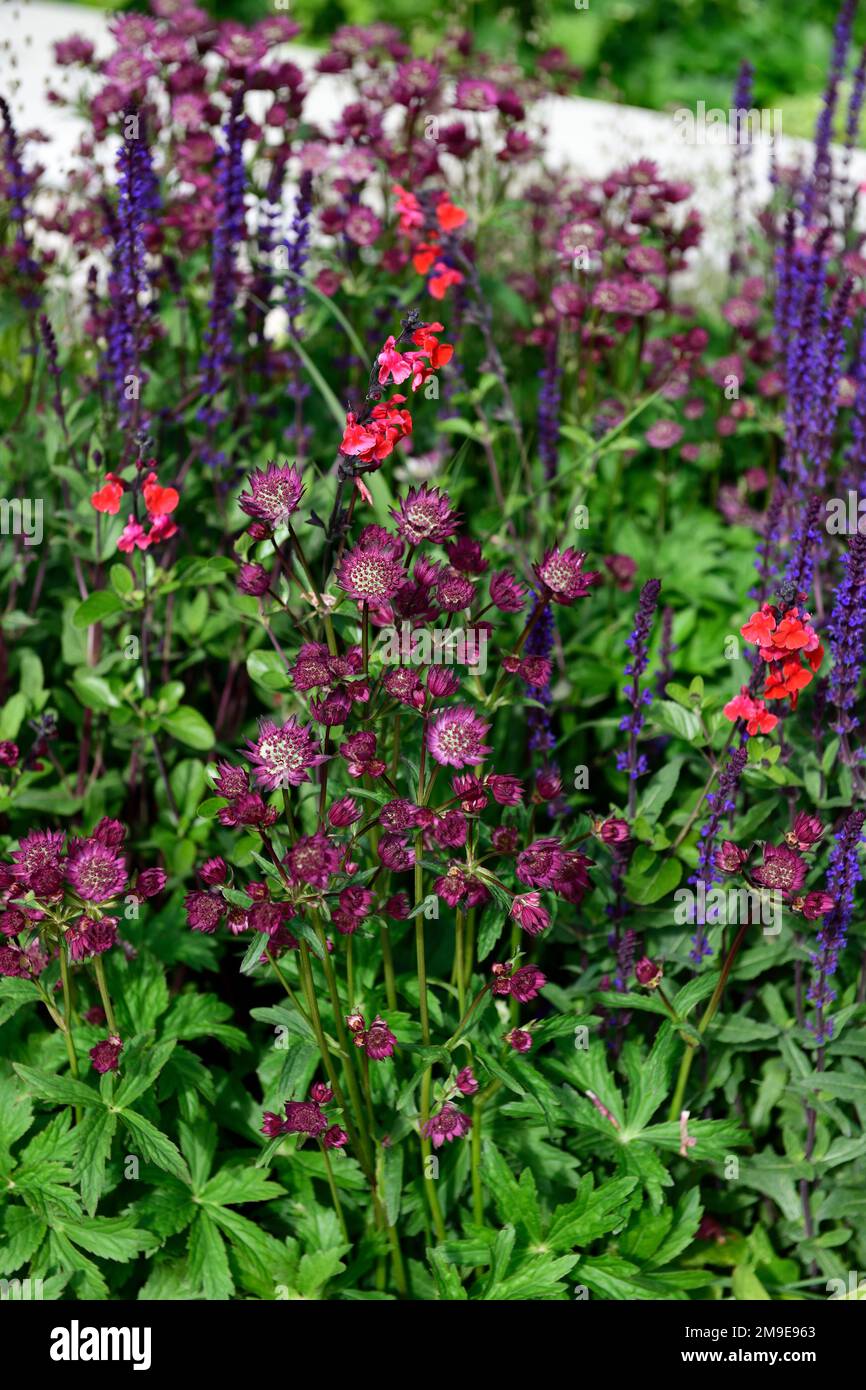 Astrantia major Gill Richardson Group,salvia nemorosa caradonna ...