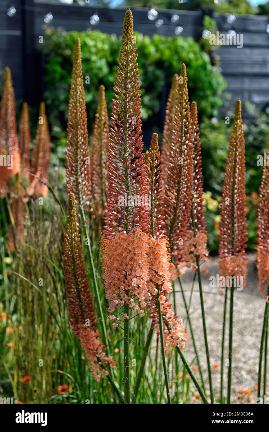 Eremurus Cleopatra,Eremurus x isabellinus Cleopatra,foxtail lily ...