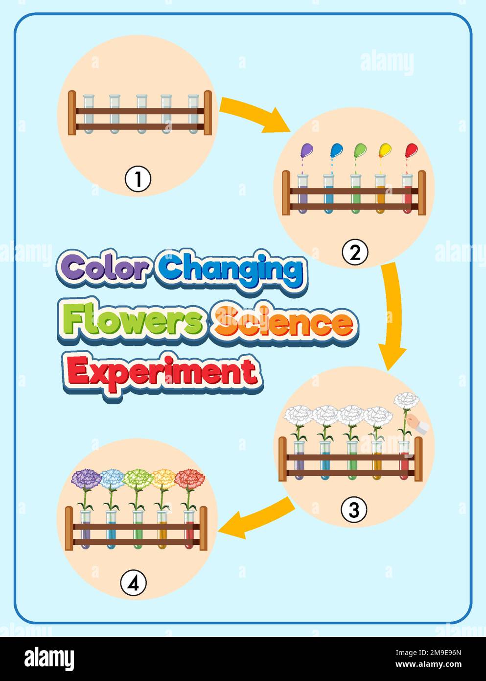 Color Changing Flowers Science Experiment illustration Stock Vector ...