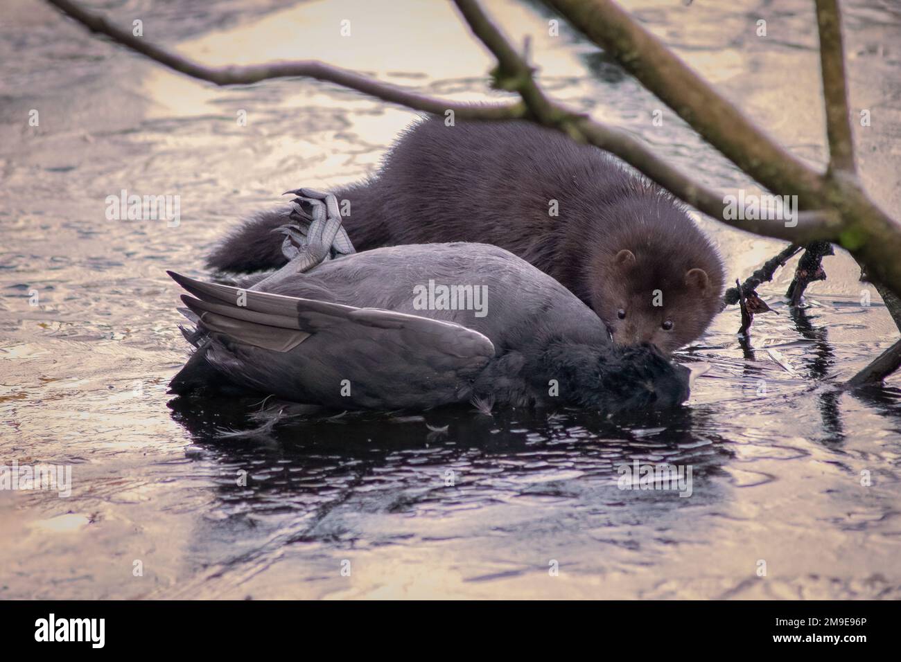 A wild mink has caught and is feeding on a coot. It is on an ice ...