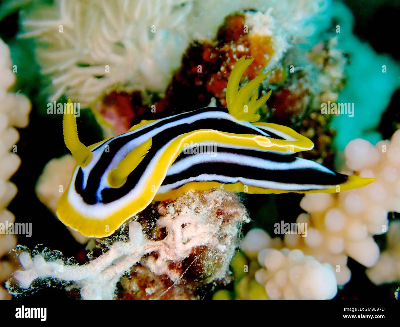 Africa star snail (Chromodoris africana) Star snail. Dive site Shaab ...