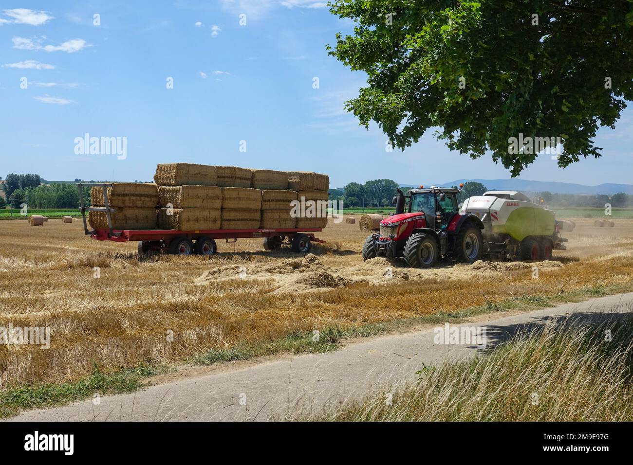 Grain harvest with tractors, baling and loading of hay bales, near Hochfelden in Alsace, France ...
