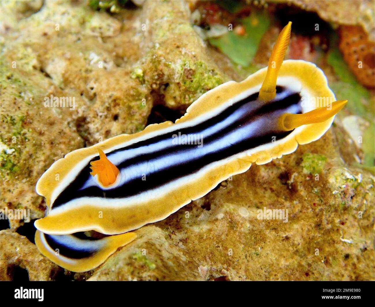 Africa star snail (Chromodoris africana) Star snail. Dive site Abu ...