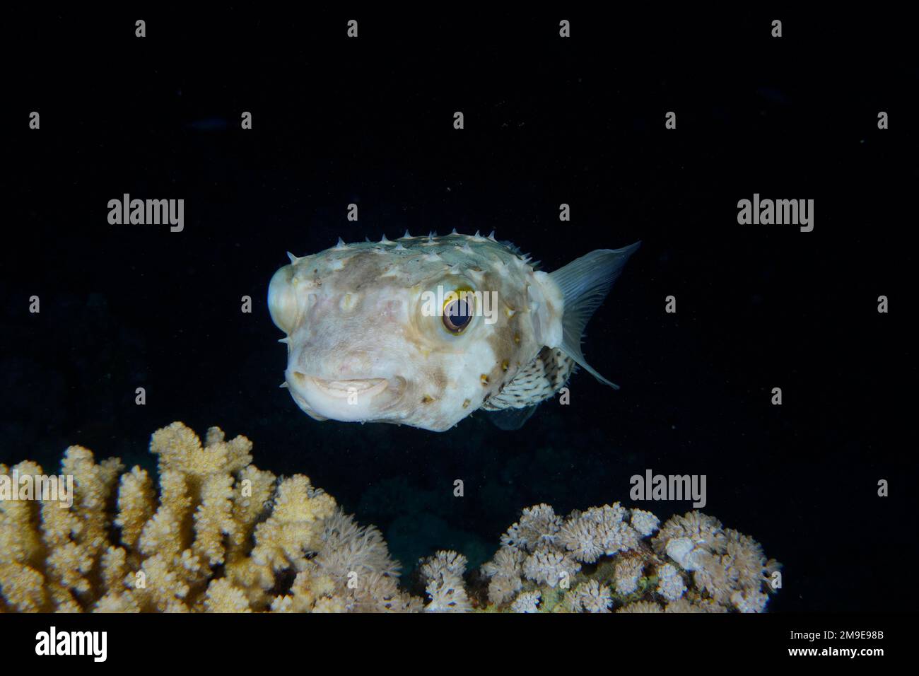 Spotbase burrfish (Cyclichthys spilostylus) at night. Dive site House ...