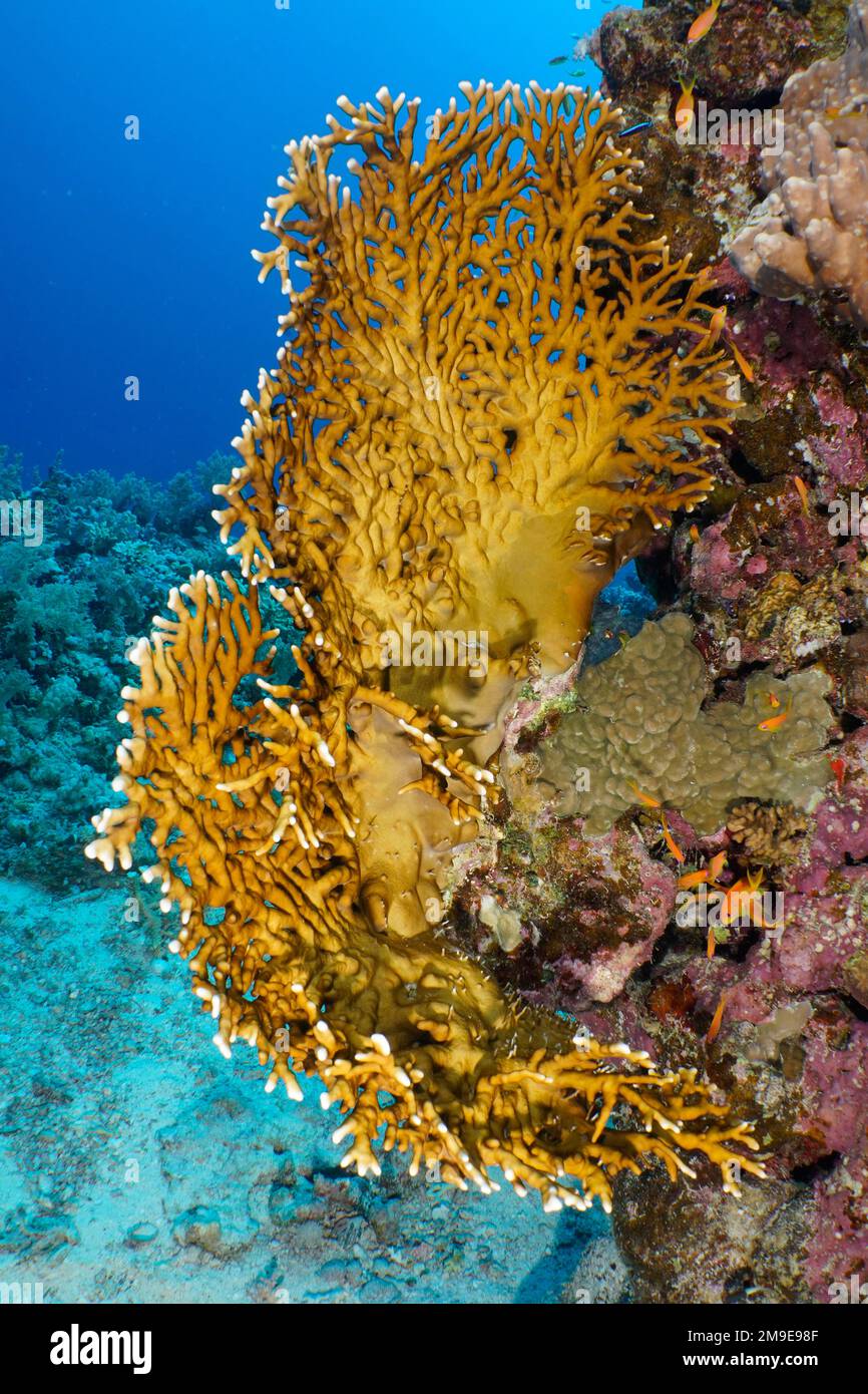 Fire Coral Red Sea