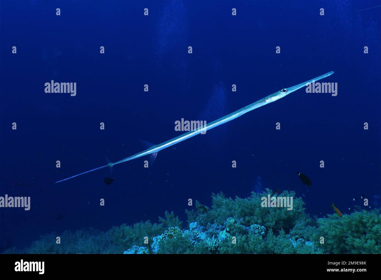 Bluespotted cornetfish (Fistularia commersonii) . Dive site Big Brother ...