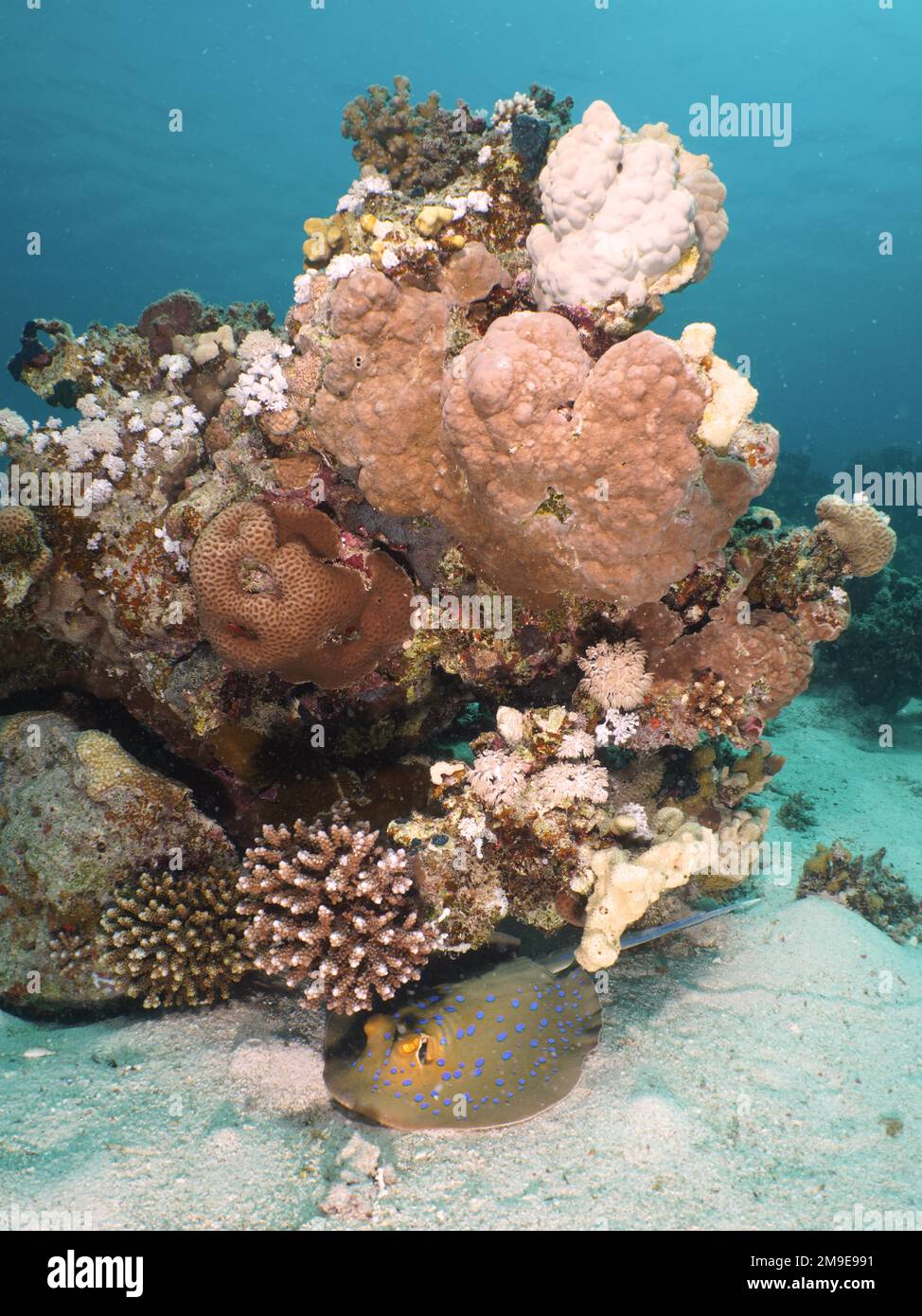 Bluespotted ribbontail ray (Taeniura lymma) under small polyp stony ...