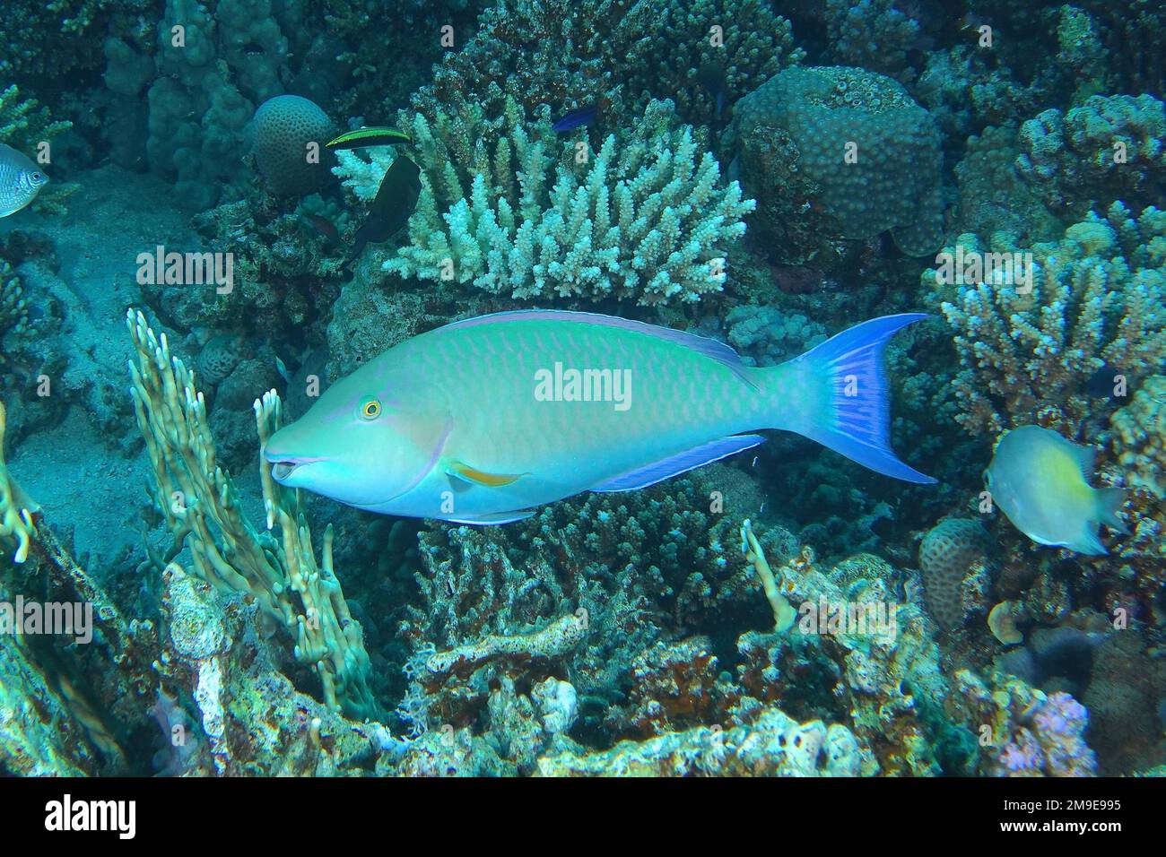 Indian longnose parrotfish (Hipposcarus harid) . Dive site Shaab El Erg ...