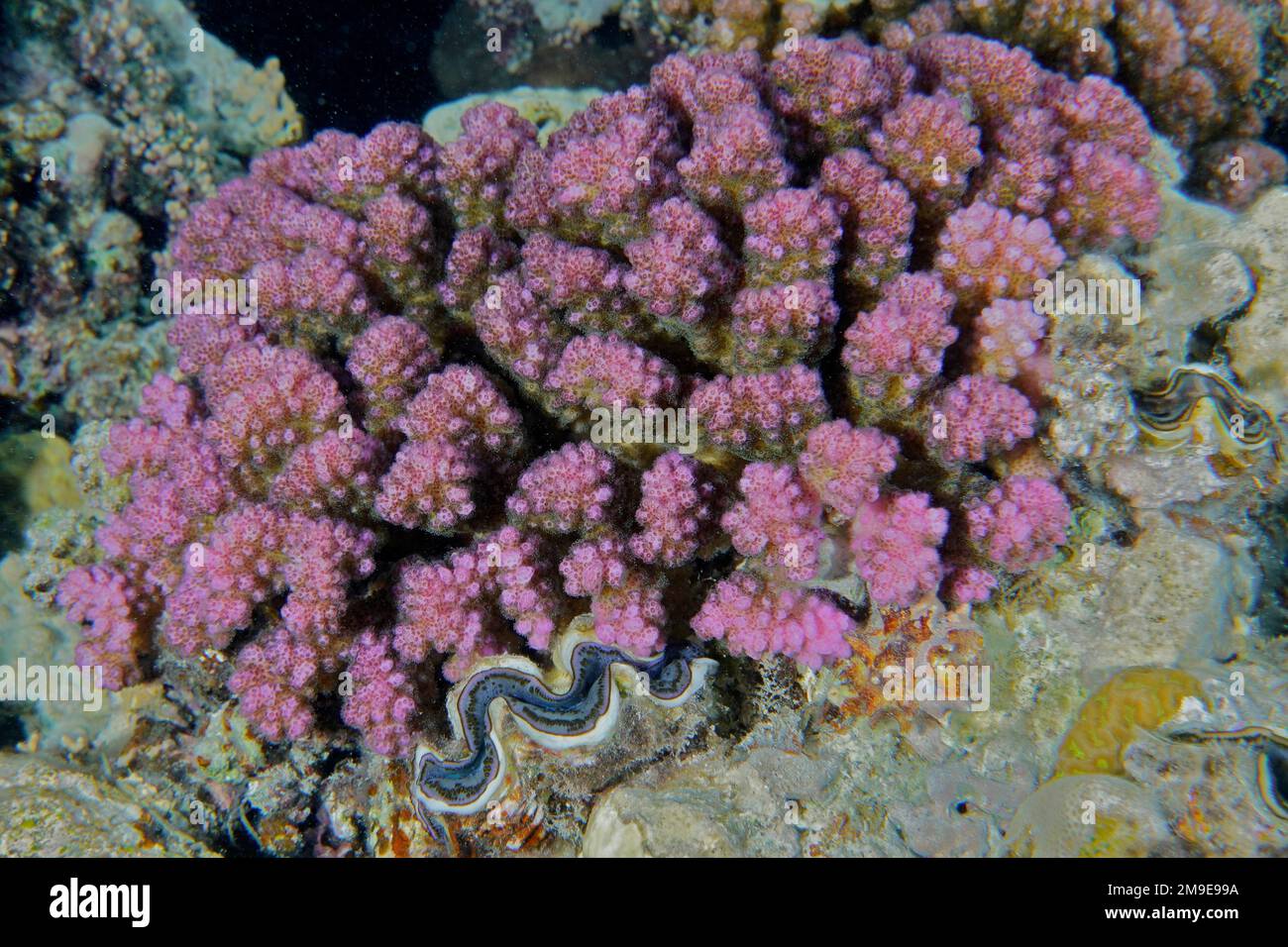 Raspberry coral (Pocillopora damicornis) stony coral. Dive site House ...