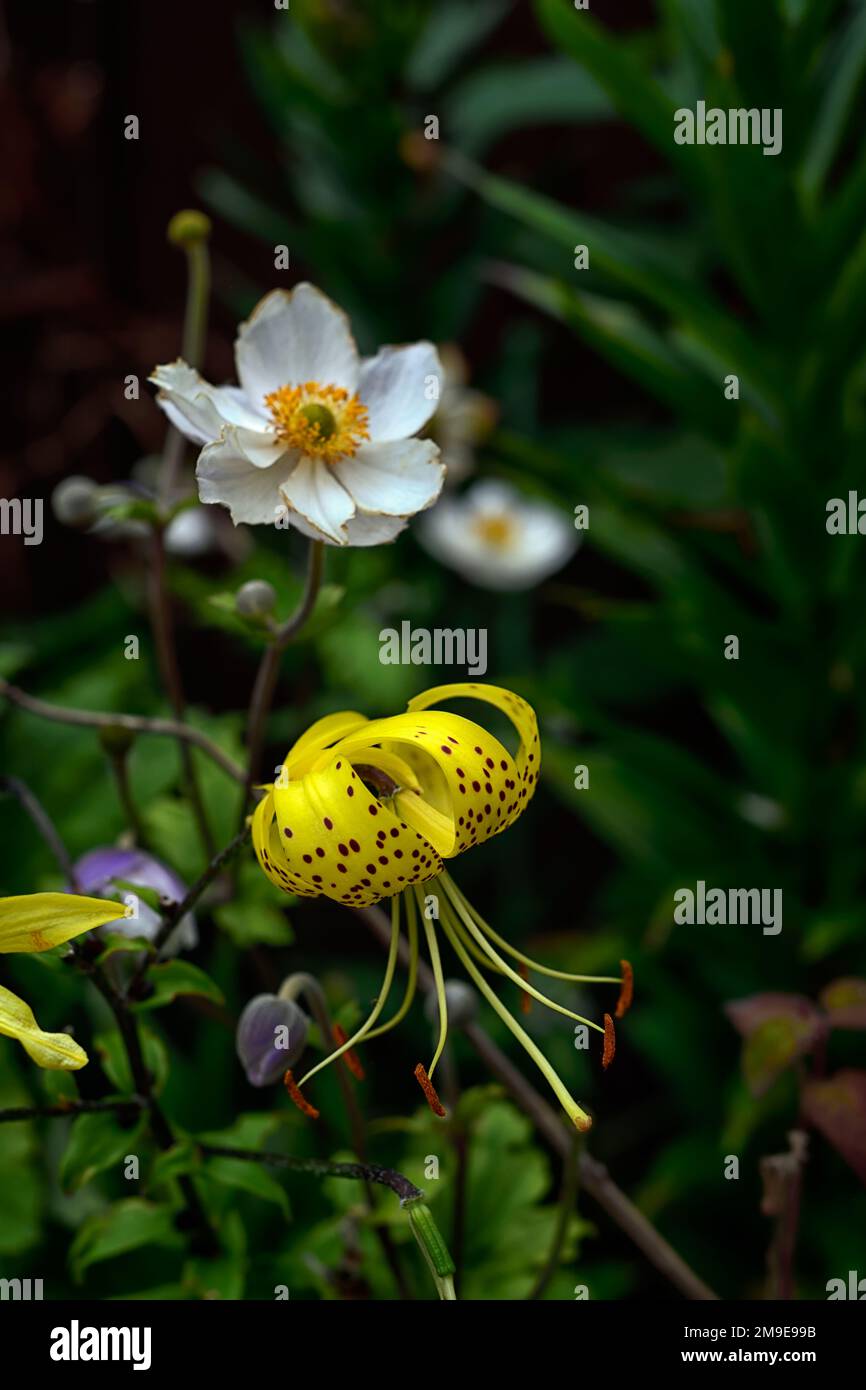Lilium lancifolium flaviflorum hi-res stock photography and images - Alamy