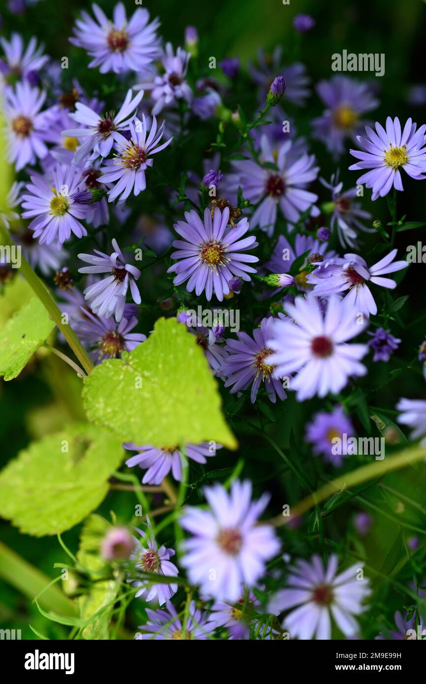 Aster Little Carlow,Symphyotrichum Little Carlow,blue flowers,blue ...