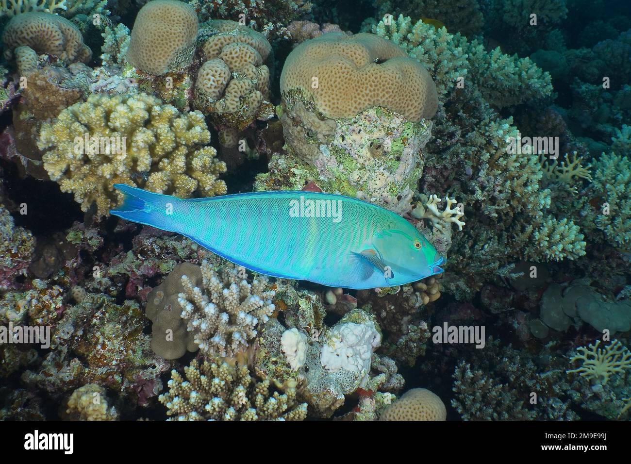 Indian longnose parrotfish (Hipposcarus harid) . Dive site Shaab El Erg ...