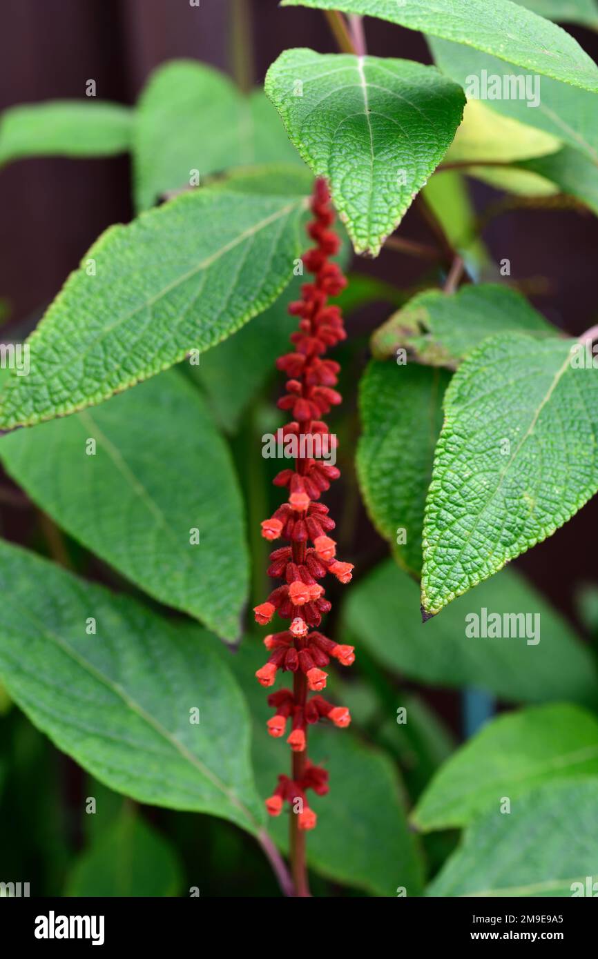 Salvia confertiflora,salvias,rust orange flowers,rusty orange coloured ...
