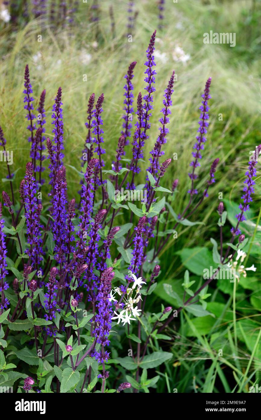 Salvia nemorosa Caradonna,,bee friendly planting,purple flowers,densely ...