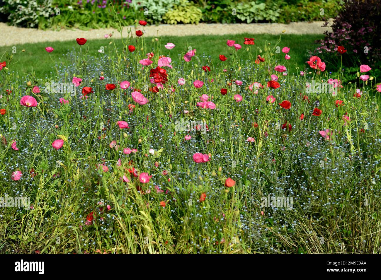 wildlflower patch in lawn,wildflower lawn,wildflower area in lawn ...