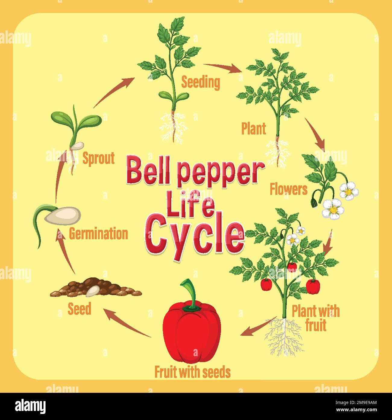 Life cycle of a capsicum diagram illustration Stock Vector Image & Art ...