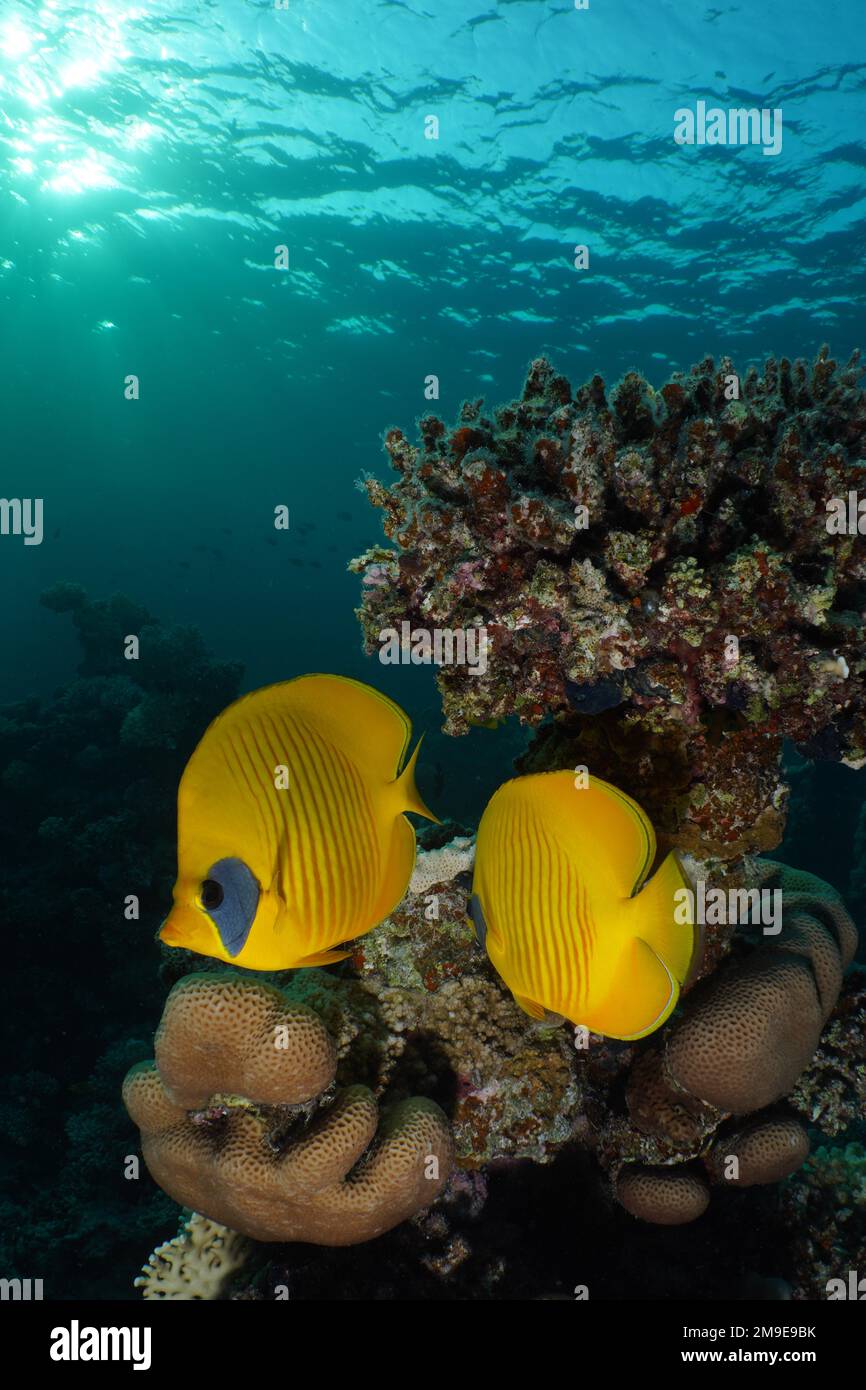 A pair of bluecheek butterflyfish (Chaetodon semilarvatus) in the ...