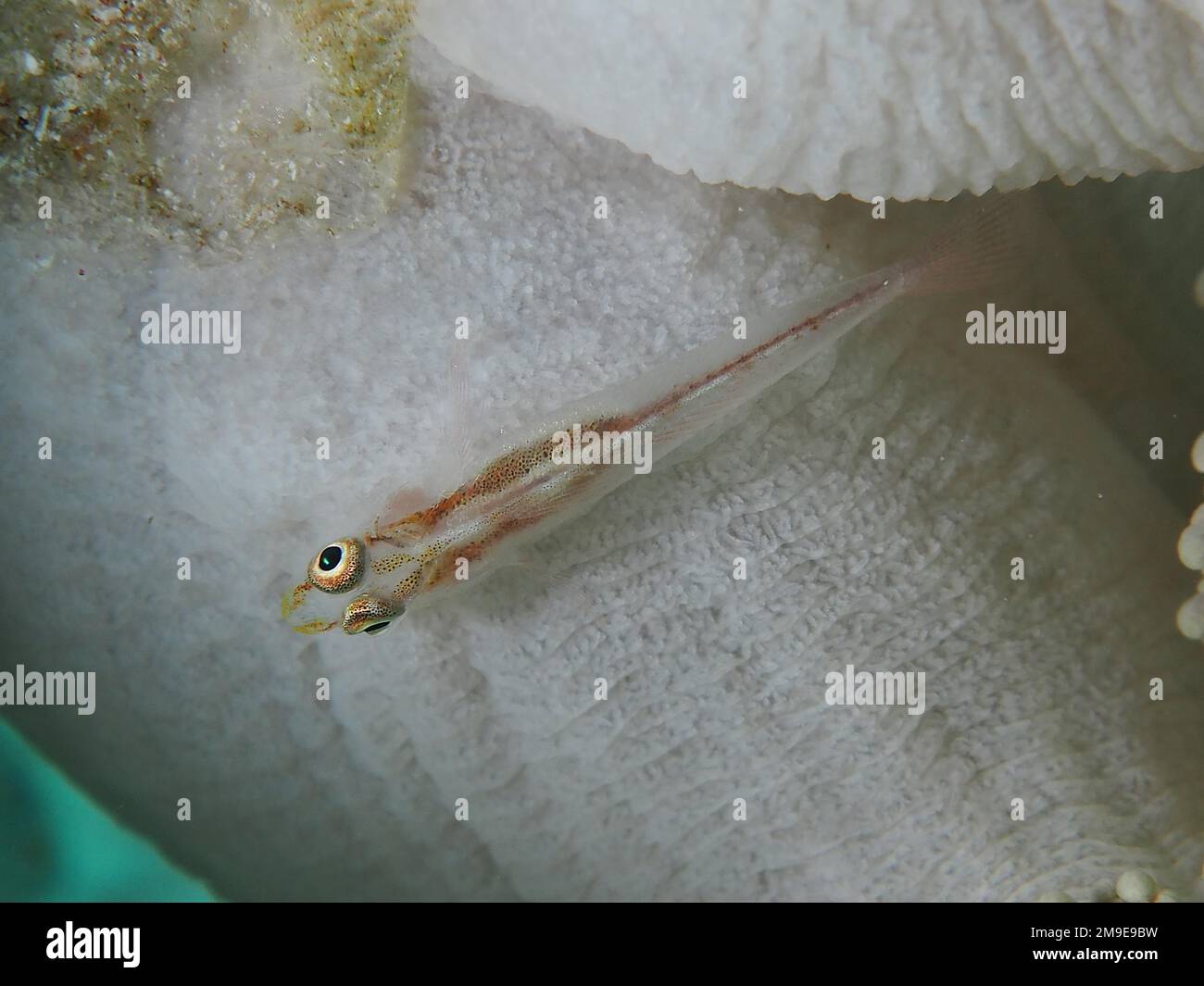 Mozambique toothy goby (Pleurosicya mossambica) on stem of broccoli ...