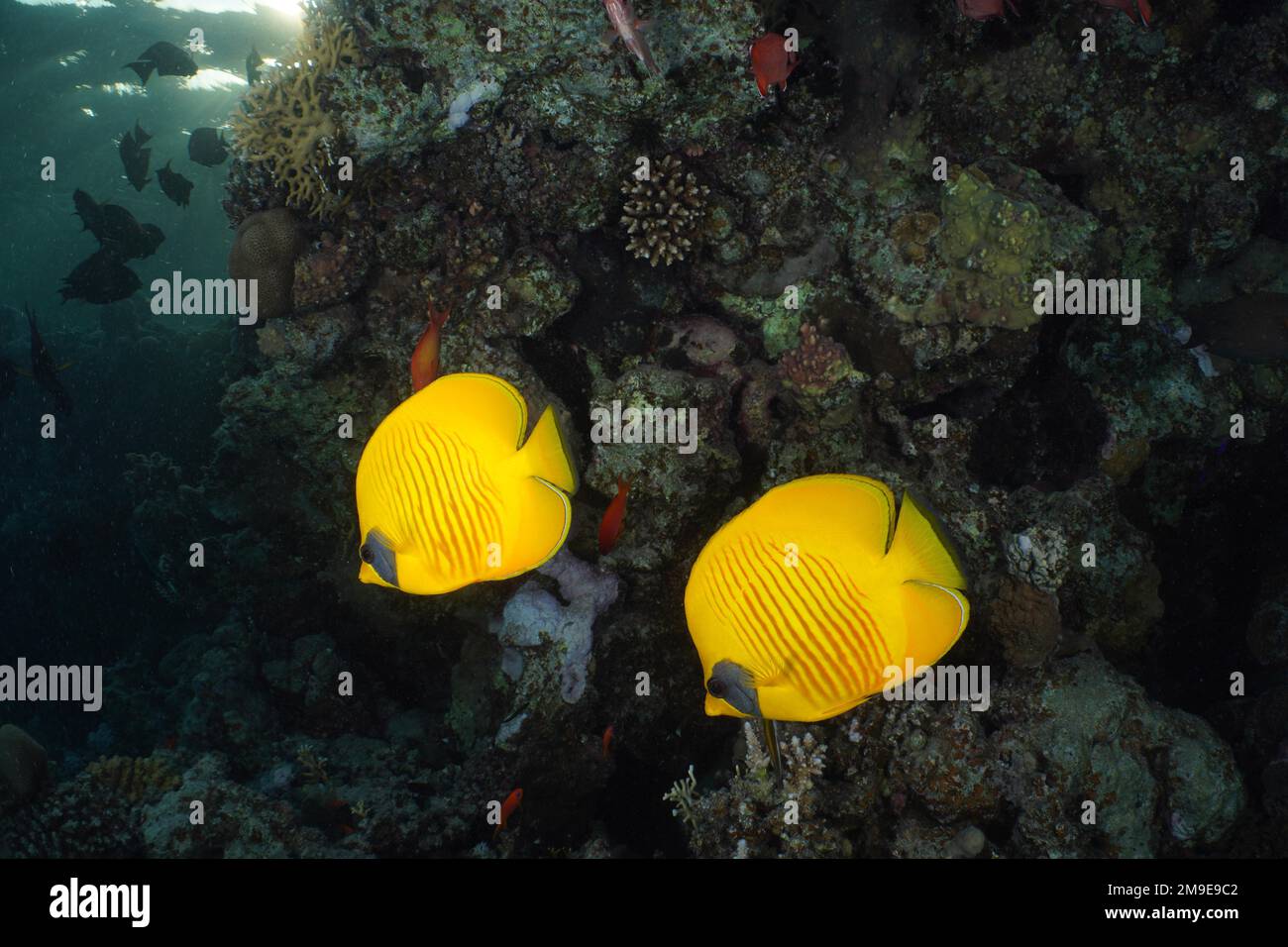 A pair of bluecheek butterflyfish (Chaetodon semilarvatus) in the ...