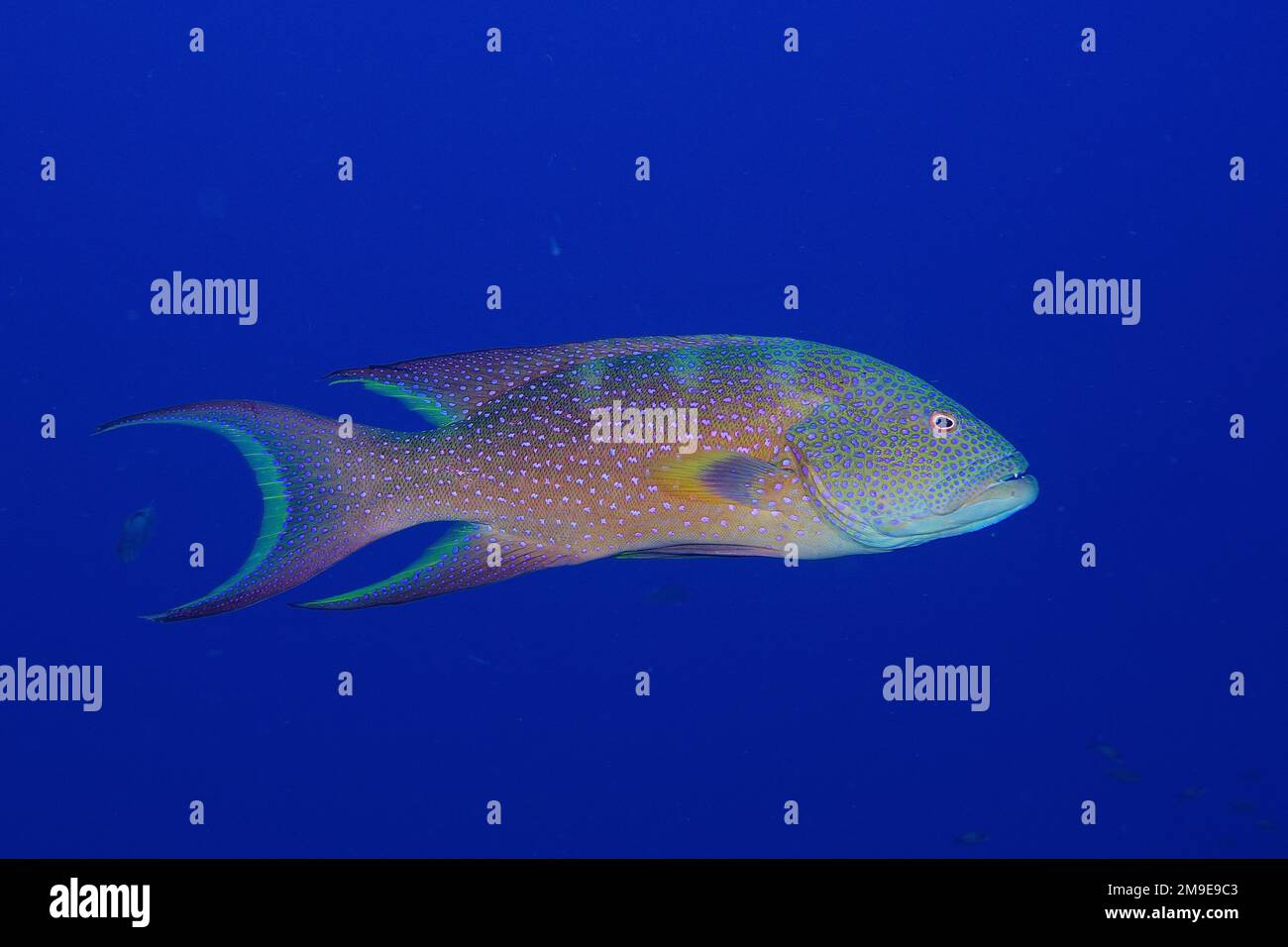 Yellow-edged lyretail (Variola louti) against a solid blue background ...