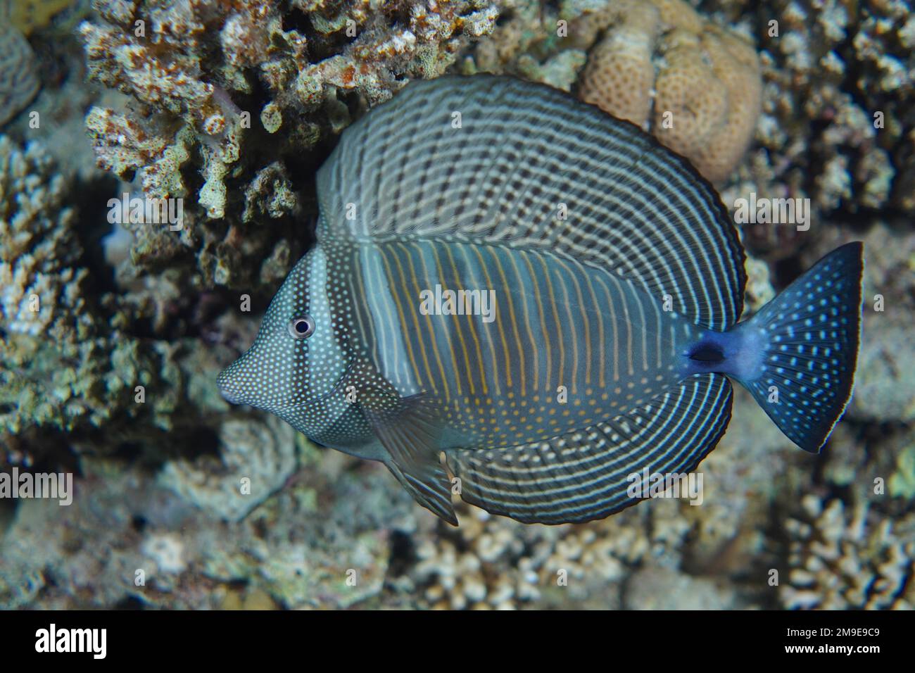 An Indian desjardin's sailfin tang (Zebrasoma desjardinii) sailfin ...