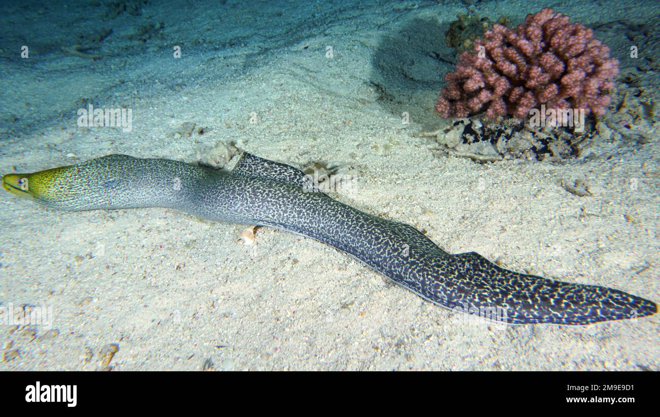 Free-swimming undulated moray (Gymnothorax undulatus) at night. Dive ...