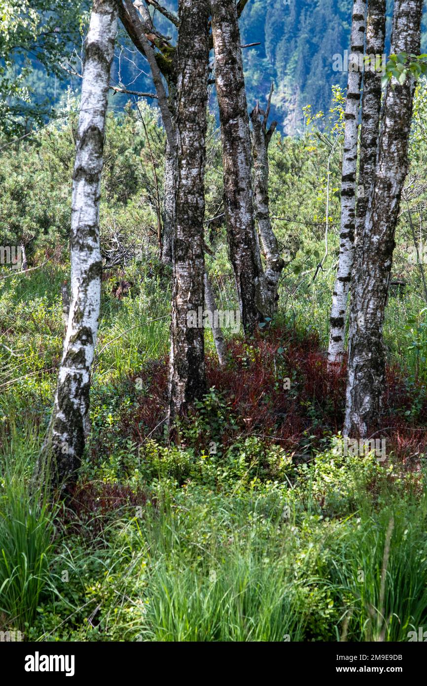 Birches in the Puergschachen Moor, Ardning, Styria, Austria Stock Photo ...